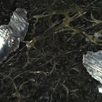 Oil Filter Inspection | Blackstone Laboratories