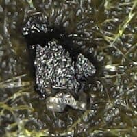 Oil Filter Inspection | Blackstone Laboratories